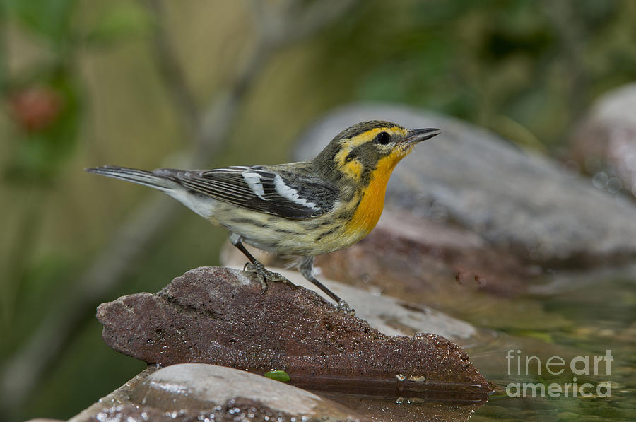 Blackburnian Warbler Photograph by Anthony Mercieca - Fine Art America