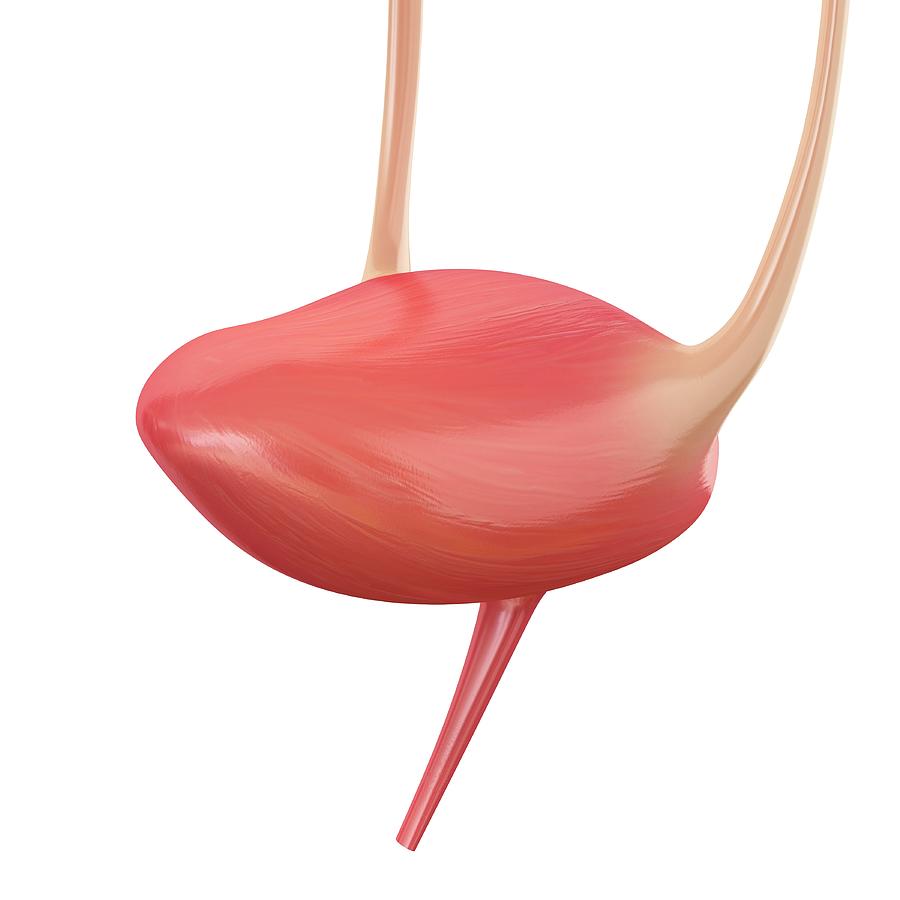 Bladder Anatomy #1 Photograph by Pixologicstudio/science Photo Library ...