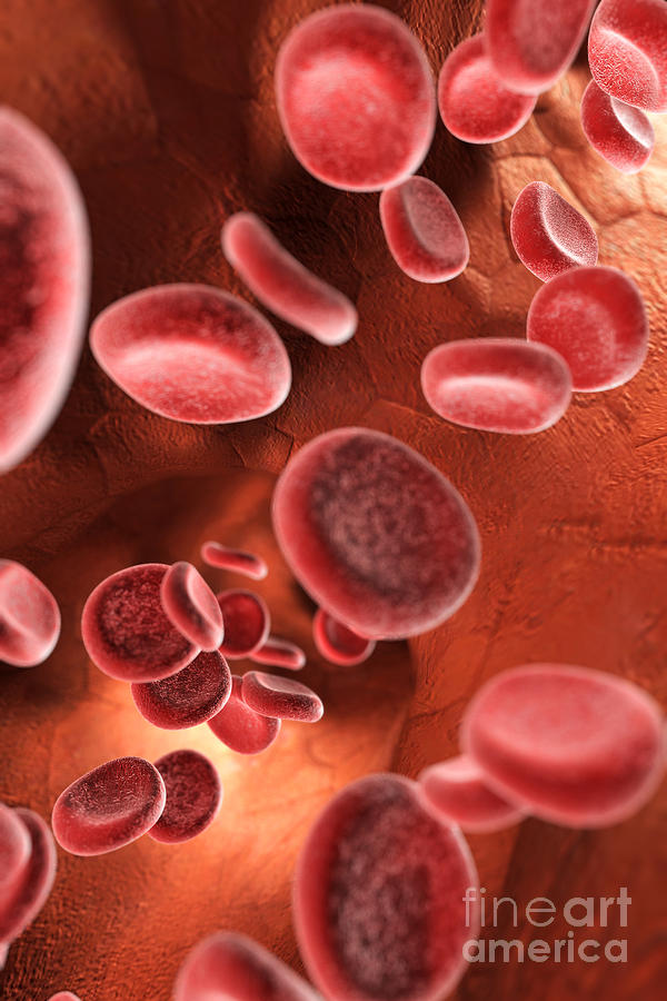 Bloodstream #1 Photograph by Science Picture Co - Pixels