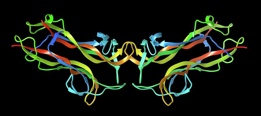 Brain Derived Neurotrophic Factor 1 Photograph By Science Photo Library Pixels