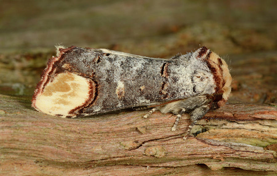 Buff-tip Moth Photograph by Nigel Downer - Pixels