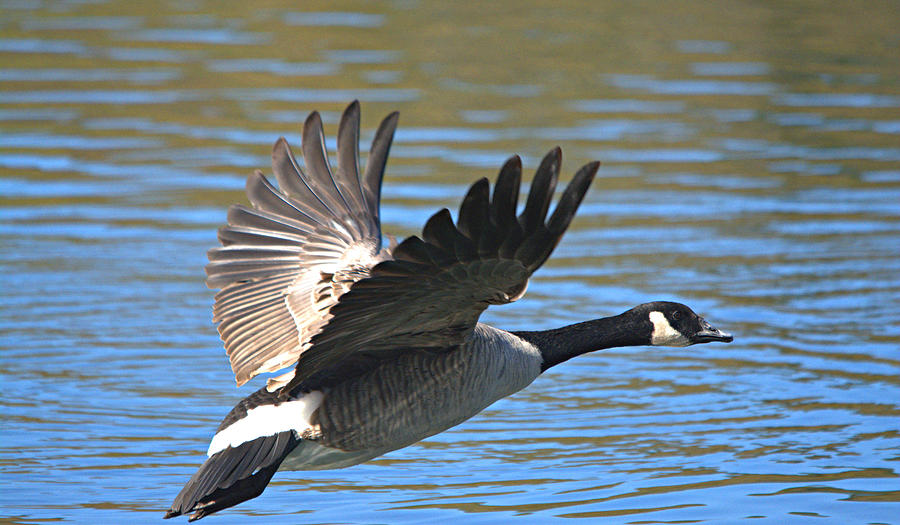 Canada Goose In Flight Photograph by Roy Williams - Fine Art America