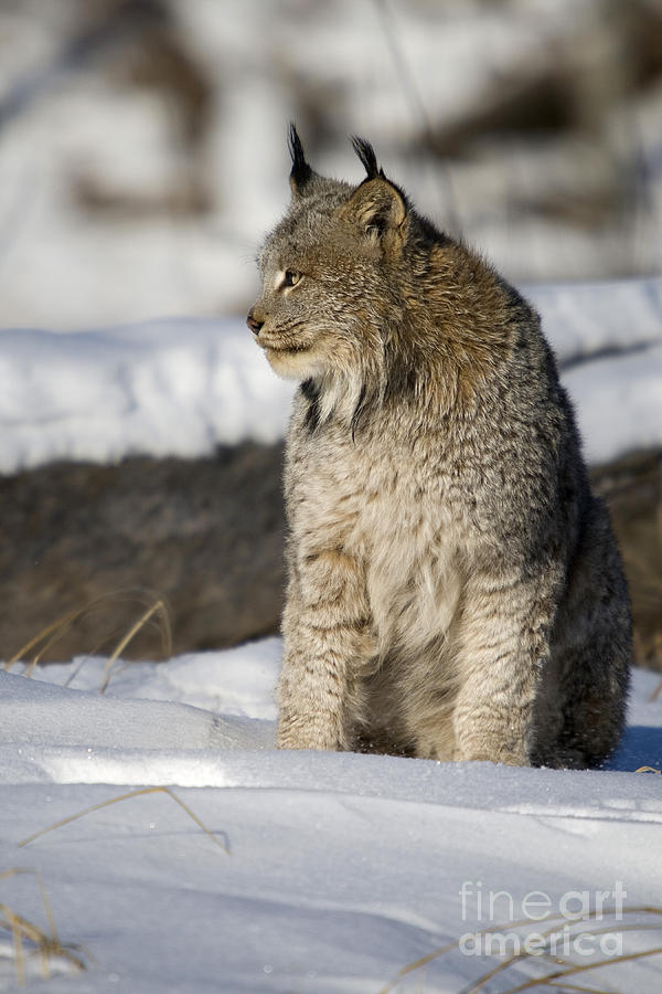 Canada Lynx Photograph by Linda Freshwaters Arndt - Fine Art America