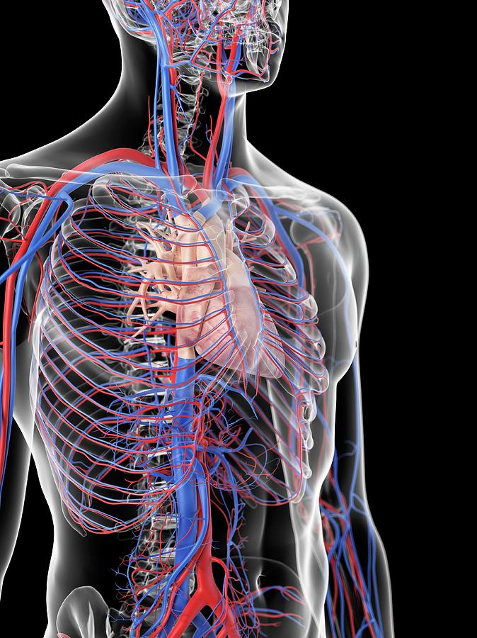 Cardiovascular System Photograph by Sciepro - Fine Art America