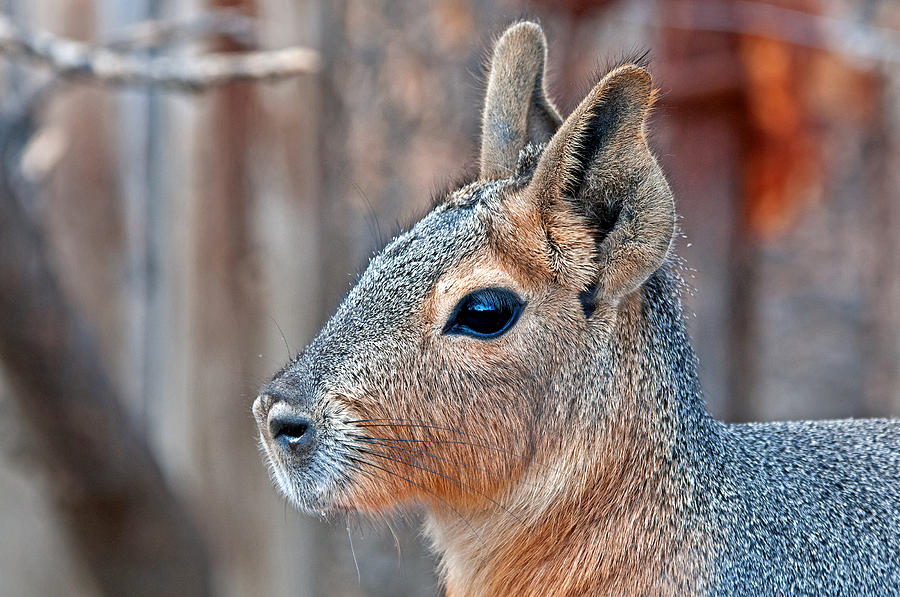 Cavy Photograph by Elijah Weber - Fine Art America