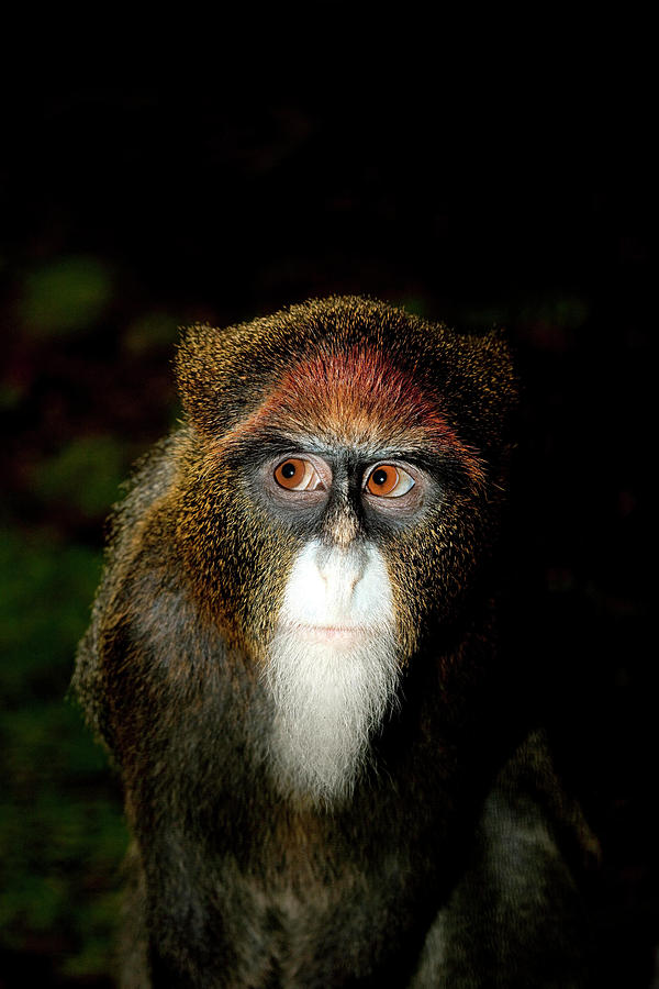 Cercopitheque De Brazza Cercopithecus Photograph by Gerard Lacz - Fine ...