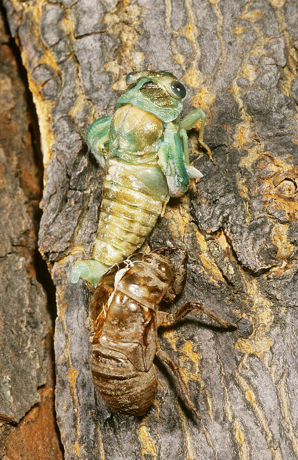 Cicada Molting Photograph by John Mitchell - Fine Art America