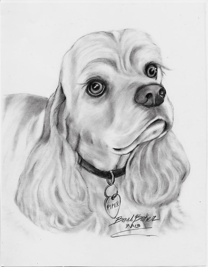 'Cocker Spaniel' Drawing by Barb Baker - Fine Art America