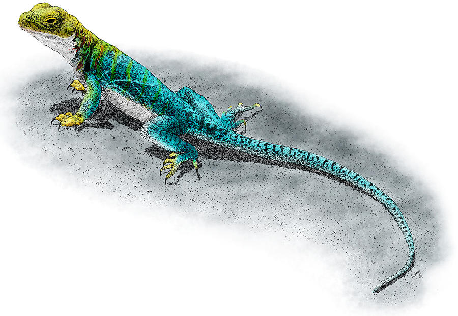 Collared Lizard Photograph by Roger Hall - Fine Art America