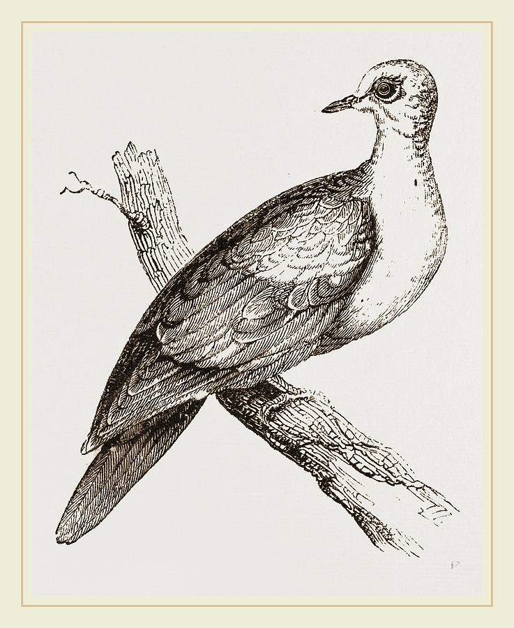 Collared Turtle Drawing by Litz Collection - Fine Art America