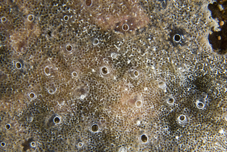 Colonial Tunicate Photograph by Andrew J. Martinez - Fine Art America
