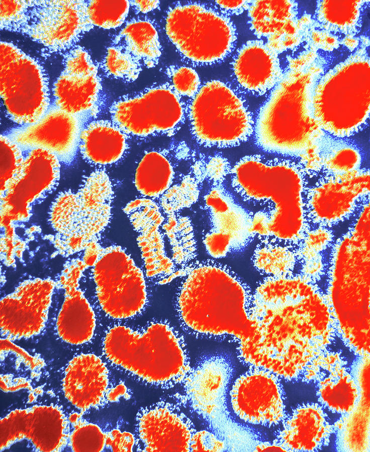 Coloured Tem Of Asian Flu Viruses Photograph by Dr R Dourmashkin/science Photo Library - Fine ...