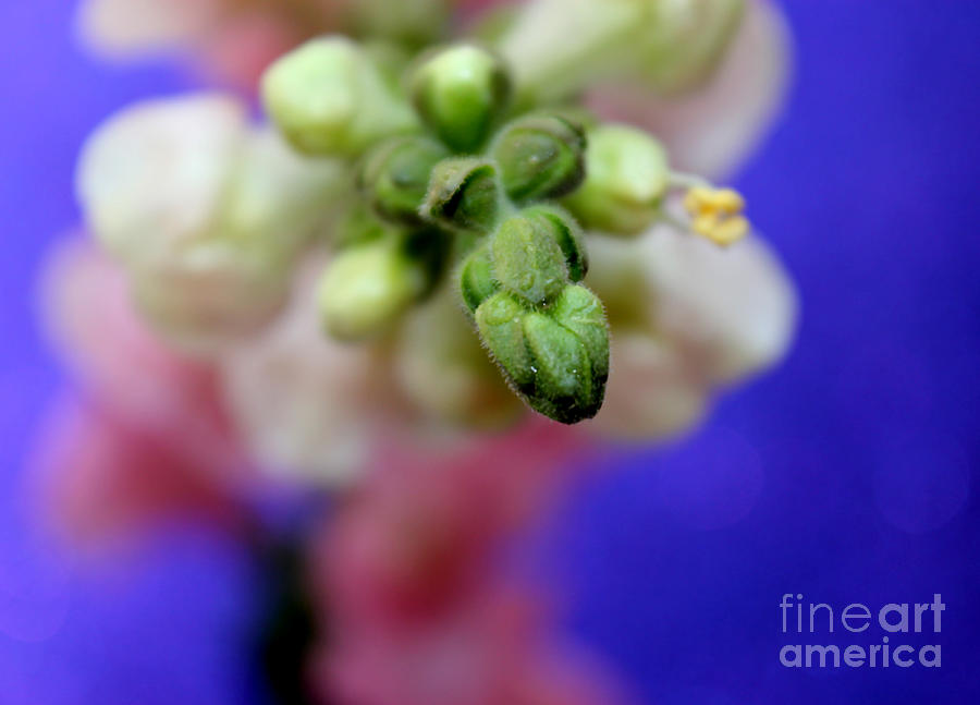 Coming To Life 1 Photograph By Krissy Katsimbras Fine Art America