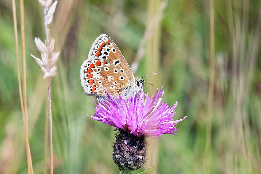Common Blue Butterfly Photograph by John Devries/science Photo Library ...