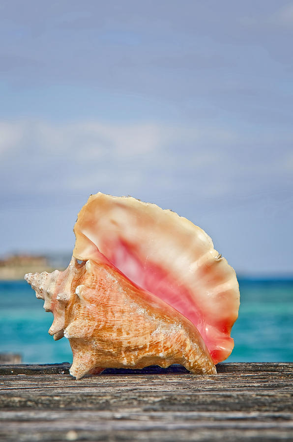 Conch Shell on Dock Photograph by Rashad Penn - Fine Art America