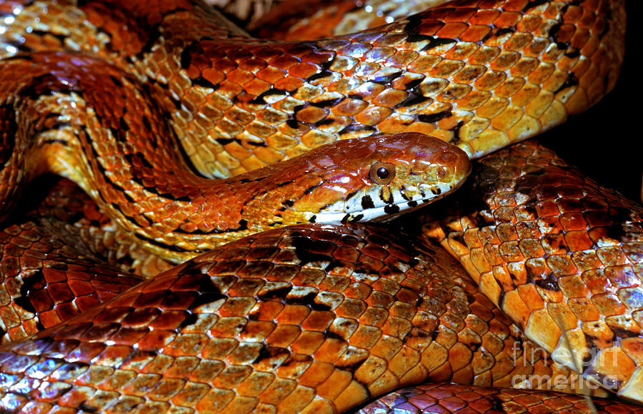 Corn Snake Photograph by Millard H. Sharp | Fine Art America