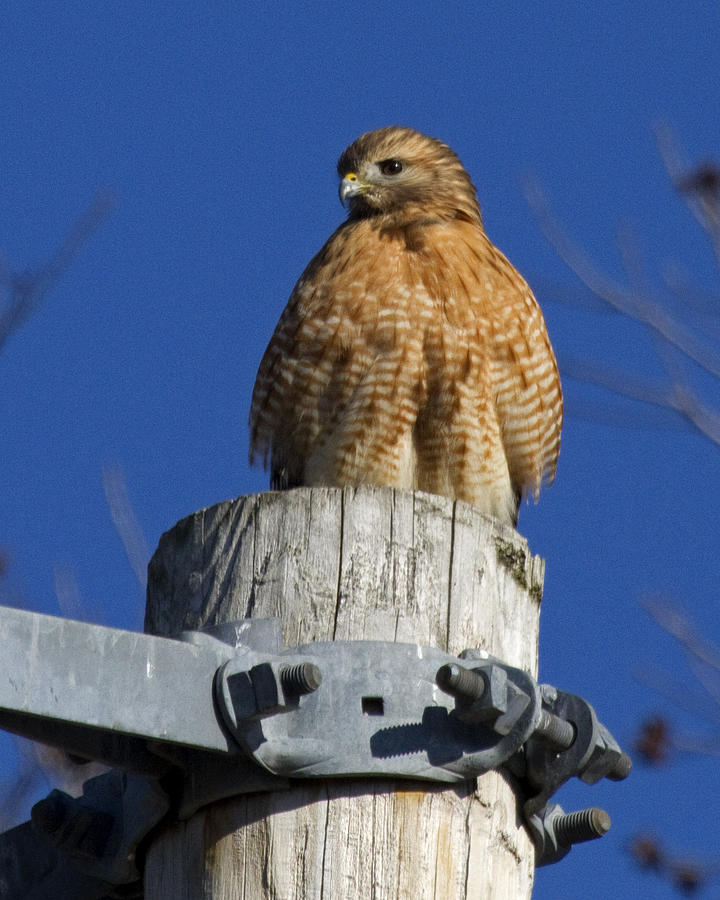 Curious Photograph by Eric Mace | Fine Art America