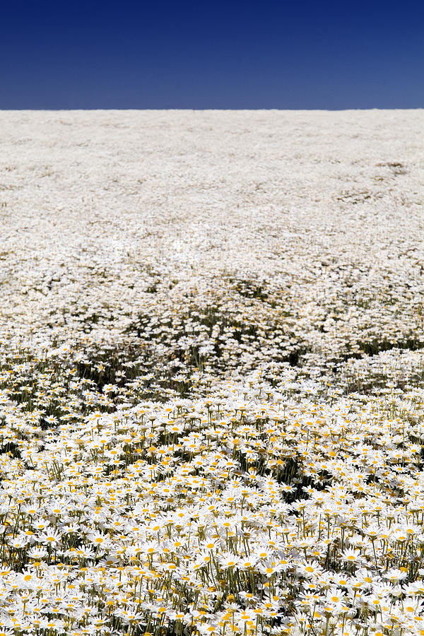 Daisy Fields Photograph by THP Creative - Fine Art America