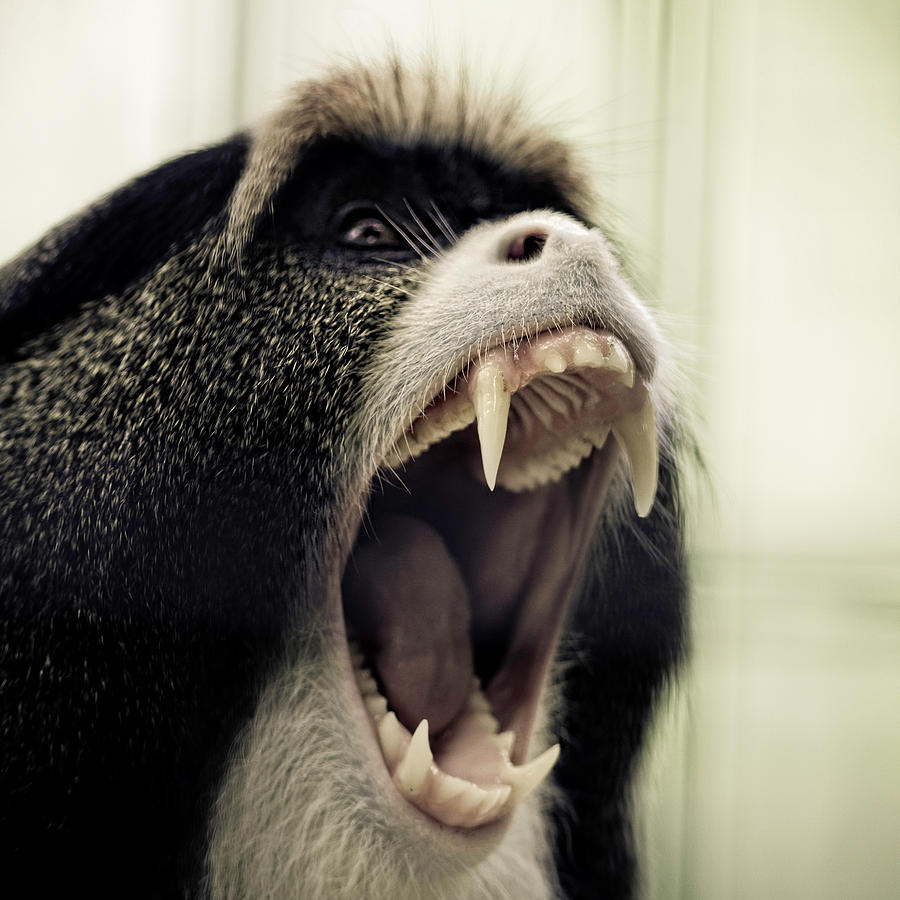 Debrazza's Monkey Photograph by Roberto Adrian | Fine Art America