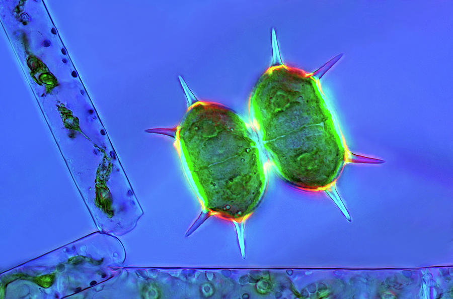 Desmids And Green Algae Photograph by Marek Mis - Pixels