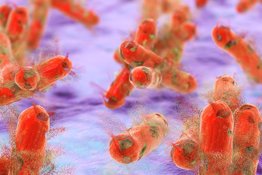 Destruction Of Tuberculosis Bacteria Photograph by Kateryna Kon/science Photo Library - Fine Art ...