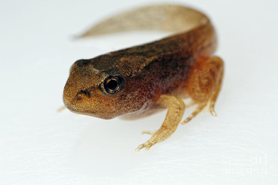 Developing Tadpole #1 by Science Photo Library