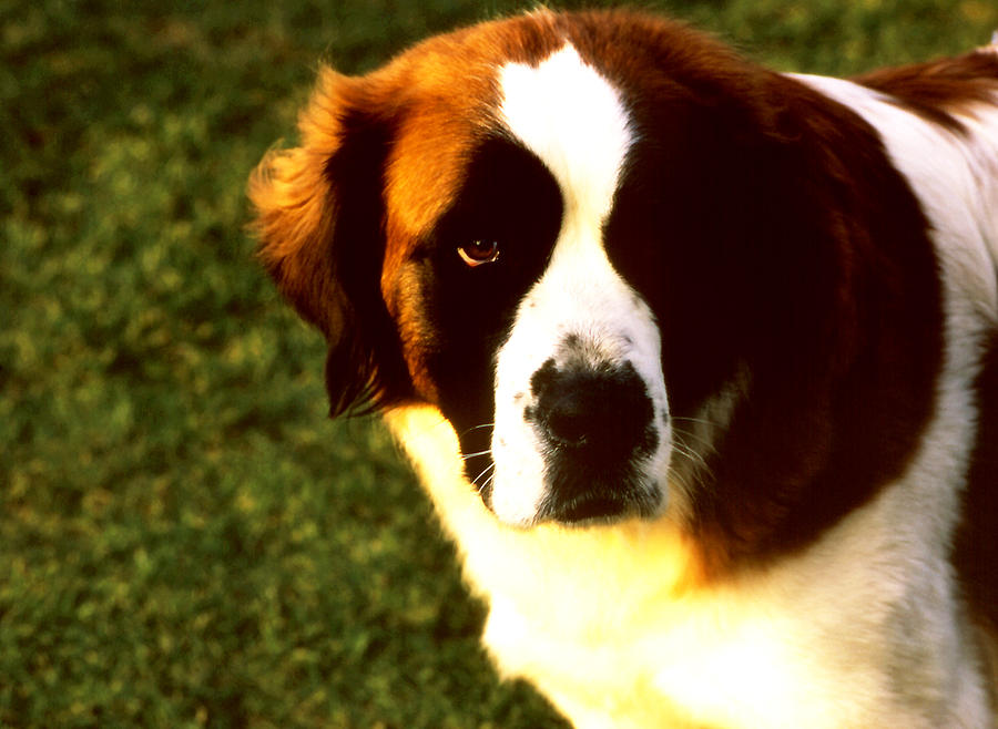 Dog Face Photograph by Robert Rodvik - Fine Art America