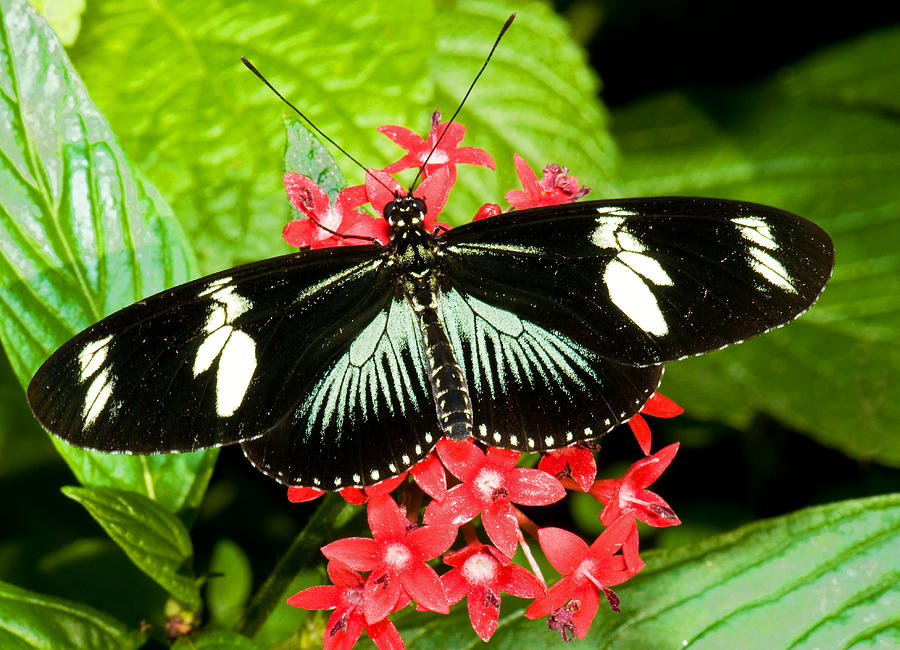 Doris Longwing Butterfly Photograph by Millard H. Sharp - Fine Art America