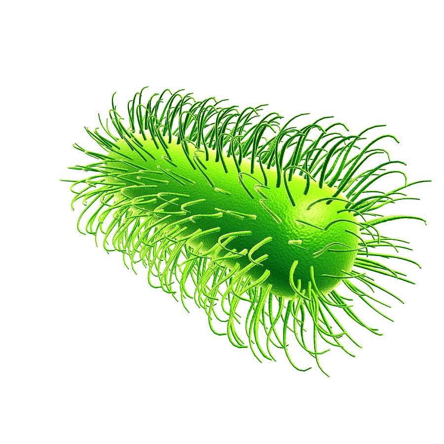 E. Coli Bacterium Photograph by Pixologicstudio/science Photo Library ...