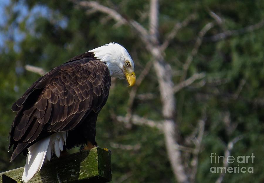 Eagle Perch Photograph by Suzanne Scodellaro - Fine Art America