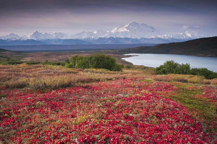 Early Morning View Of Mt. Mckinley And #1 Photograph by Lynn Wegener ...