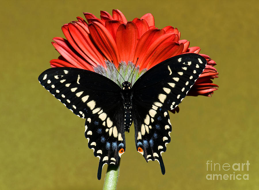 Eastern Black Swallowtail Photograph by Millard H. Sharp - Pixels