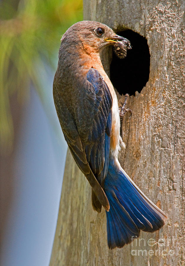 Eastern Bluebird Photograph By Millard H Sharp Fine Art America