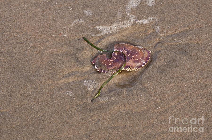 Empty Crab Shell Photograph by Mandy Judson