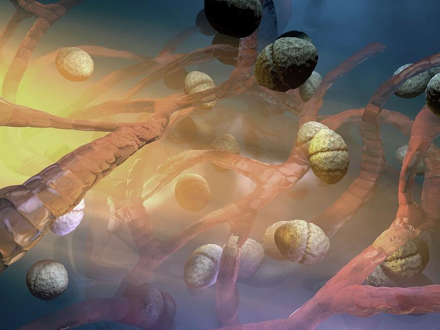 Enterococcus Bacteria #1 by Science Photo Library