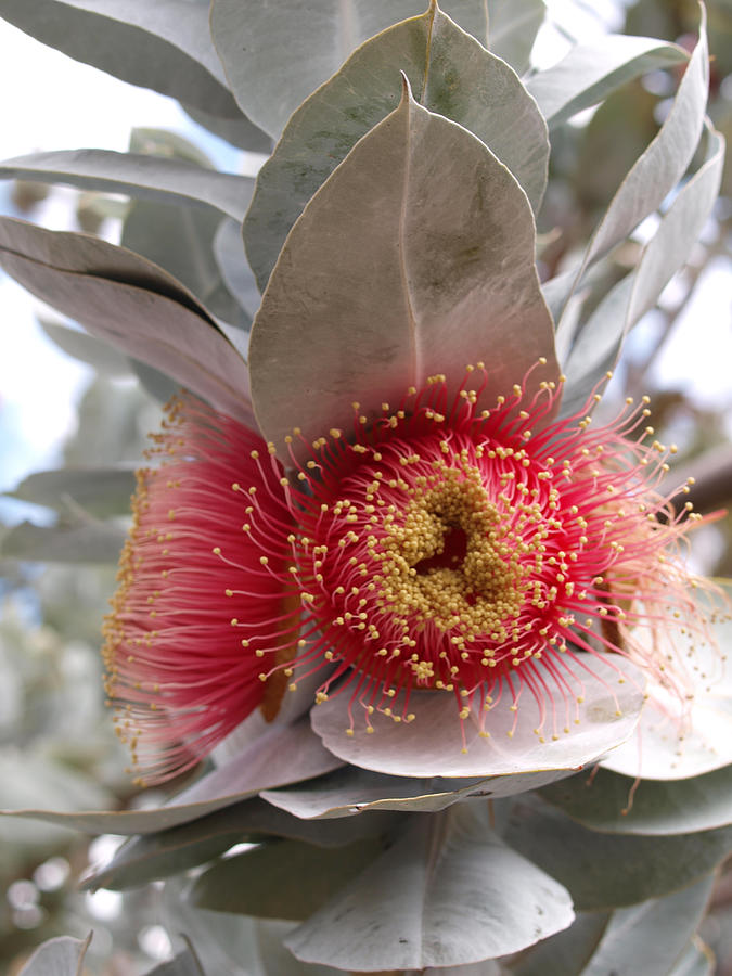 Eucalyptus macrocarpa and Leaves Photograph by Michaela Perryman | Pixels