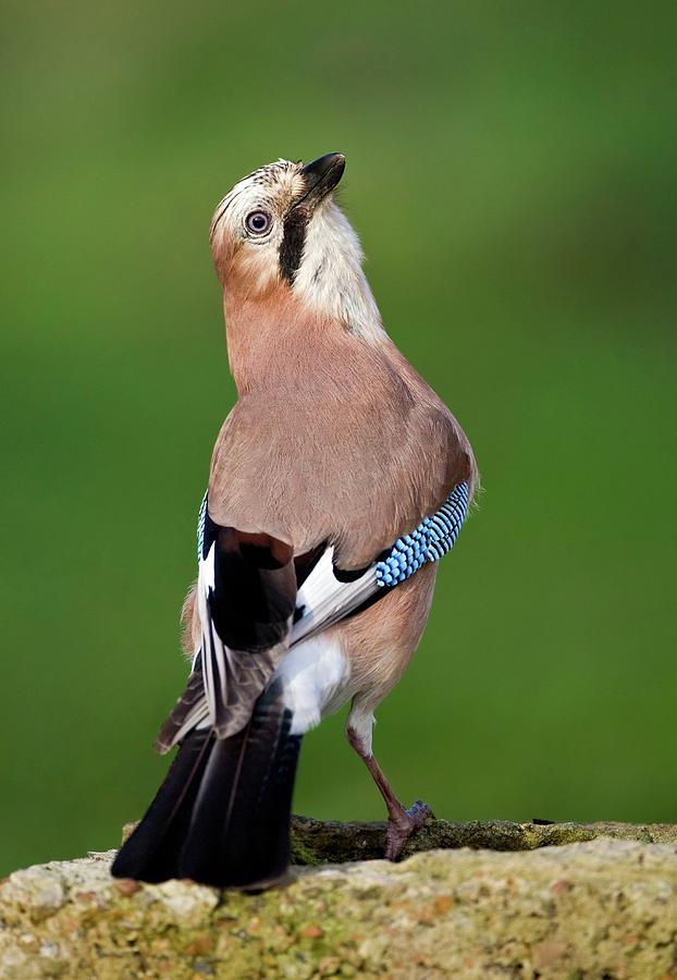 Eurasian Jay Photograph by John Devries/science Photo Library | Fine ...