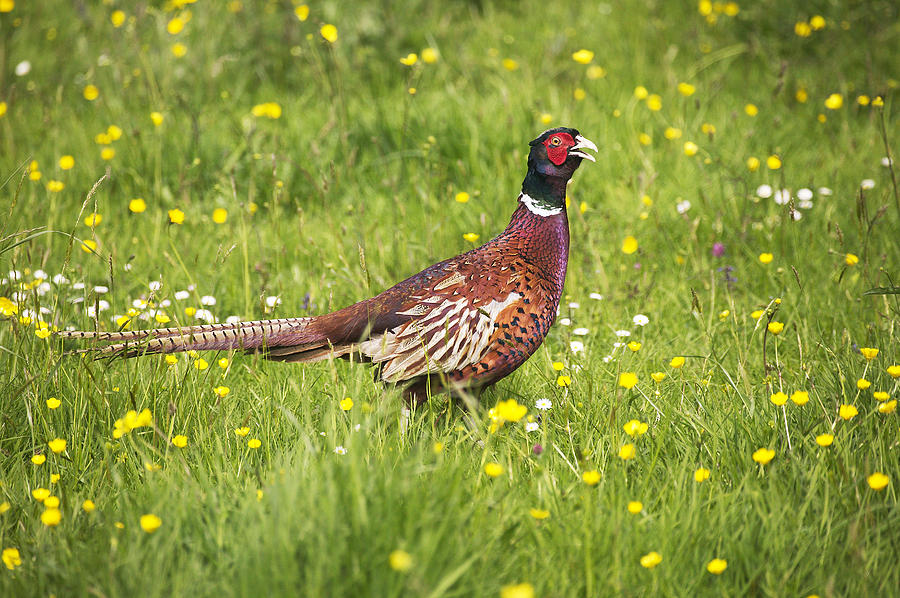 Faisan De Colchide Phasianus Colchicus Photograph by Gerard Lacz | Pixels