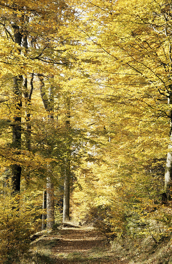 Fall path Photograph by Patrick Kessler - Fine Art America