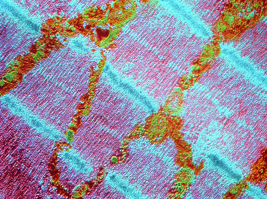 False-colour Tem Of Striated Skeletal Muscle Photograph by Cnri/science Photo Library - Fine Art ...