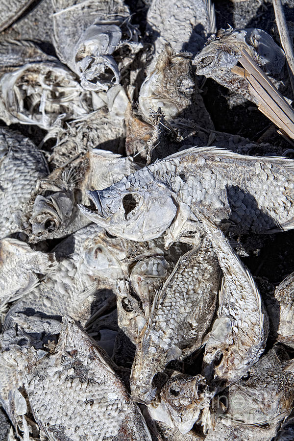Fish Photograph by David Rusch - Pixels