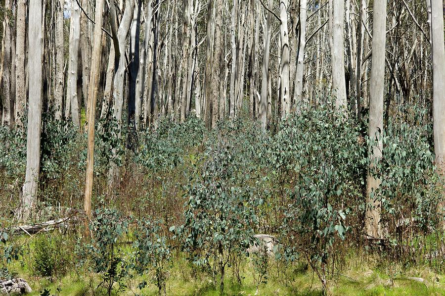 Forest Regeneration After Bushfire Photograph By Dr Jeremy Burgess Pixels