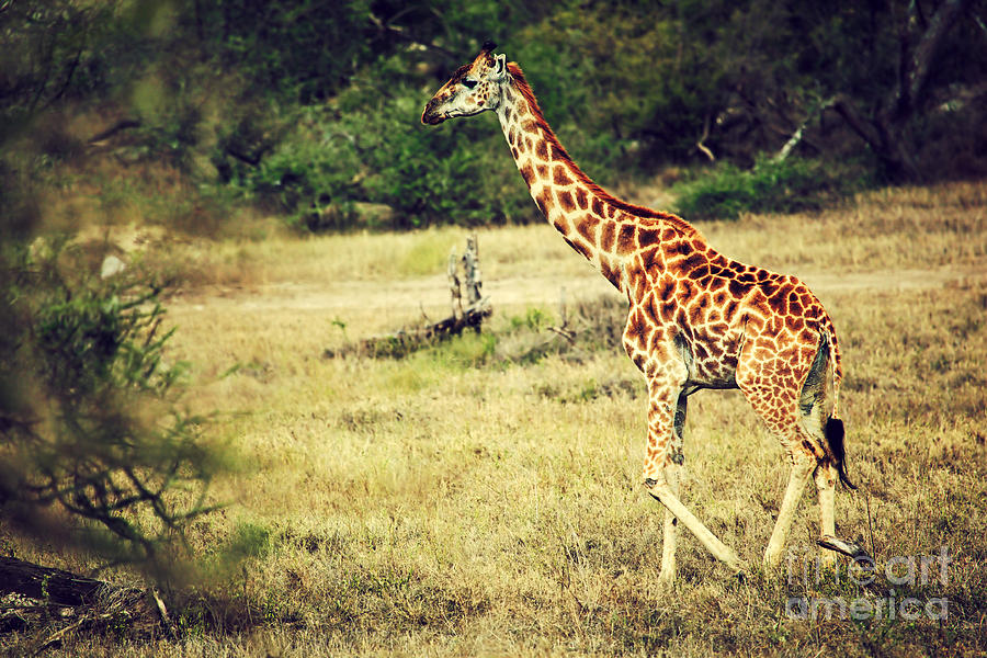 Giraffe on African savanna Photograph by Michal Bednarek - Fine Art America