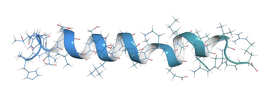 Glucagon Like Peptide 1 Molecule Photograph By Molekuul Science Photo