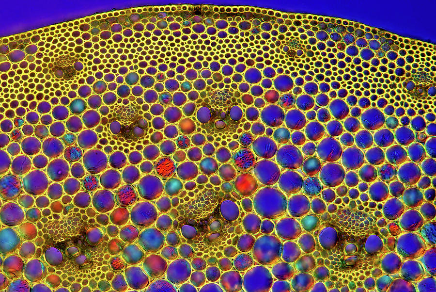 Grass Stem Photograph by Marek Mis - Pixels