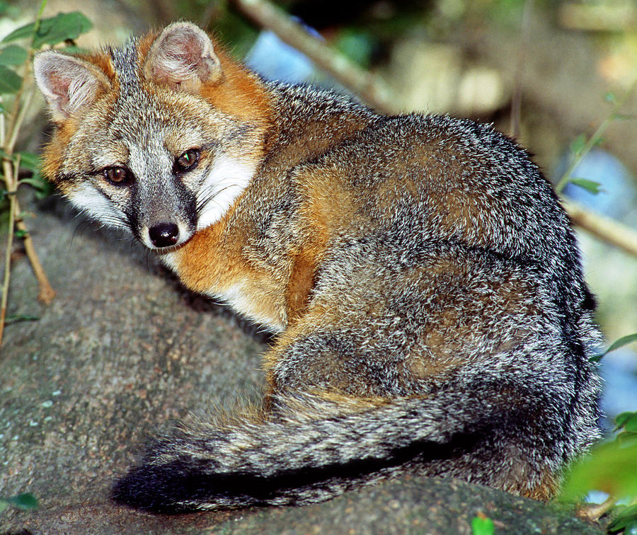 Gray Fox Photograph by Millard H. Sharp - Fine Art America