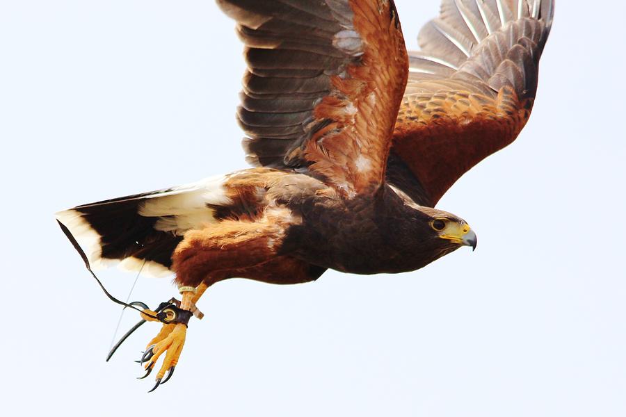 Harris Hawk in Flight Photograph by Paulette Thomas - Pixels