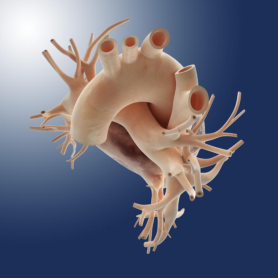 Heart, artwork Photograph by Science Photo Library - Fine Art America