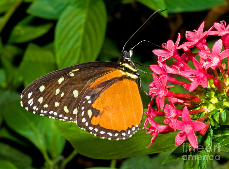 Hecale Longwing Butterfly Photograph by Millard H. Sharp - Pixels