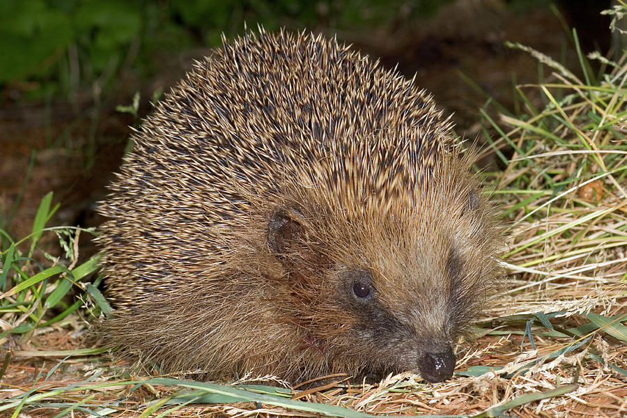 Hedgehog #1 by Science Photo Library